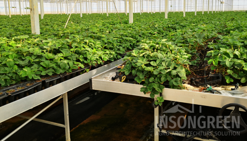 Greenhouse Benches - INSONGREEN