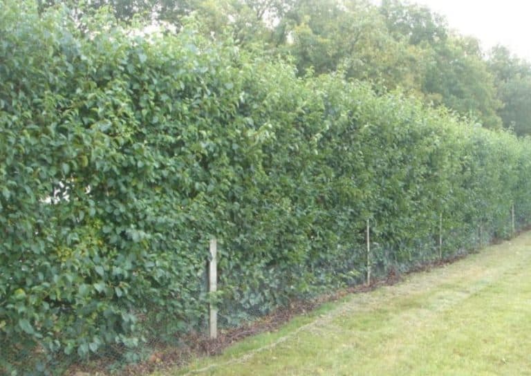 16 Methods to Keep A Greenhouse Warm in Winter - INSONGREEN