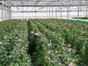 Rose Farming in Greenhouse: Cost, Yield, and Handbook - INSONGREEN