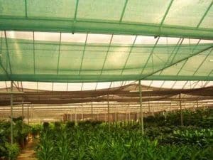 Best Greenhouse for Hot Climates: Design, Materials, and Cooling ...