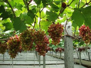 How to Grow Grapes in a Greenhouse? Step-by-Step Guide - INSONGREEN