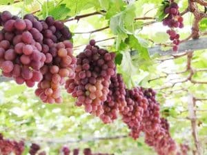 How to Grow Grapes in a Greenhouse? Step-by-Step Guide - INSONGREEN
