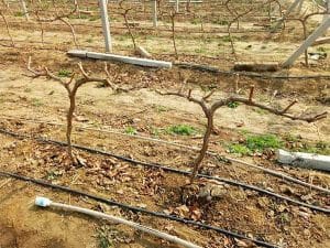 How to Grow Grapes in a Greenhouse? Step-by-Step Guide - INSONGREEN