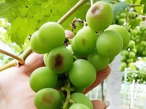 How to Grow Grapes in a Greenhouse? Step-by-Step Guide - INSONGREEN