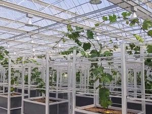 How to Grow Grapes in a Greenhouse? Step-by-Step Guide - INSONGREEN