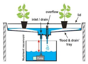 7 Different Greenhouse Hydroponic Systems: Which One Suits You Best ...