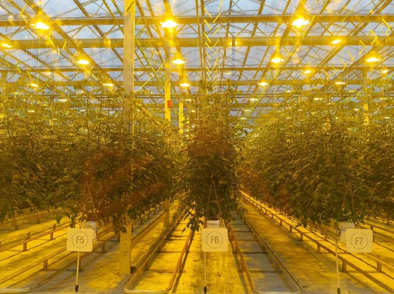 Greenhouse Lighting System - INSONGREEN